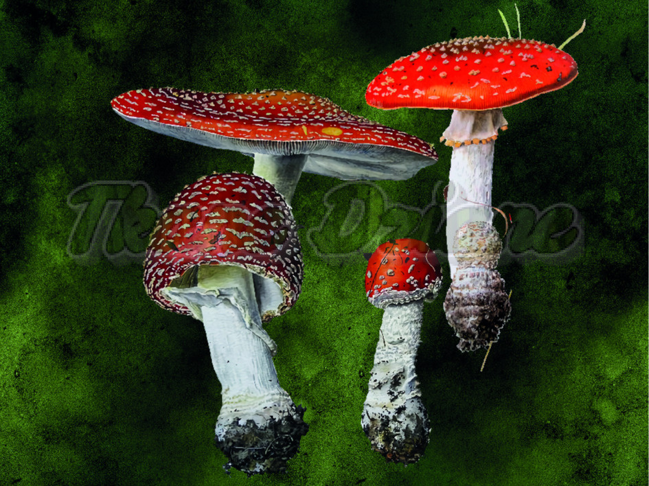 TkaneDziane.pl > PANEL WELUR TAPICERSKI AMANITA MUSCARIA TŁO ZIELONA ...